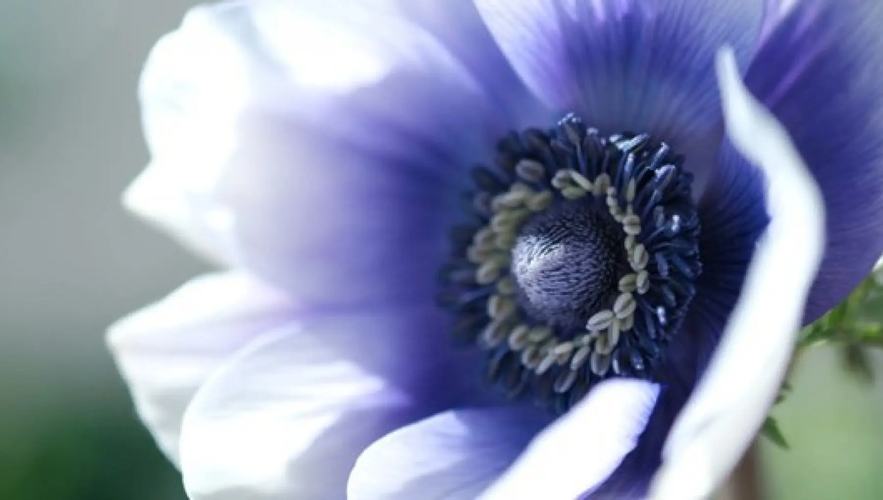 Anemone Fiore: Caratteristiche, Coltivazione E Significato | Fioreria L ...