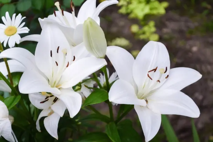I Nomi Dei Fiori Bianchi Per Bouquet: Significato E Caratteristiche ...