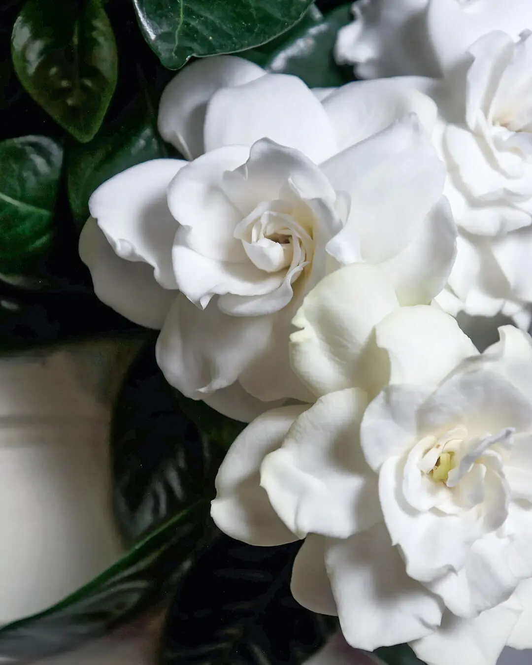 I Nomi Dei Fiori Bianchi Per Bouquet: Significato E Caratteristiche ...