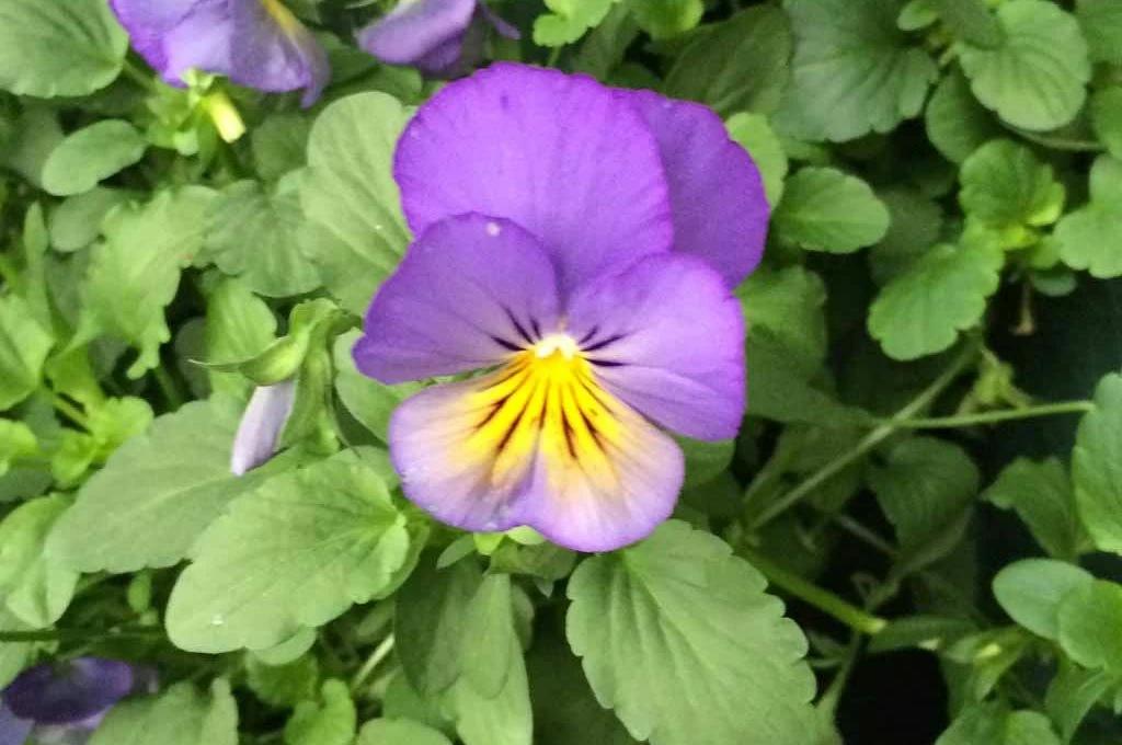 Il Fiore Pansè: Un Tocco Di Colore Nel Tuo Giardino | Fioreria L'Orchidea