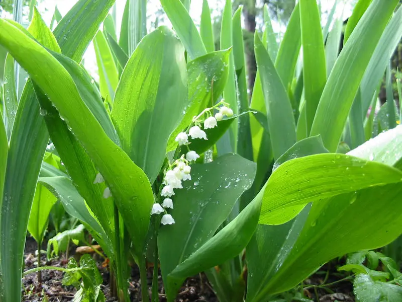 Fiore Mughetto: Caratteristiche E Coltivazione | Fioreria L'Orchidea