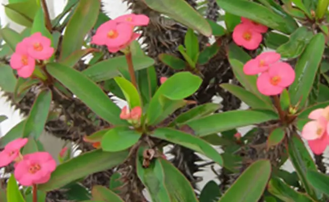 Piante Grasse Con Spine: Guida Completa | Fioreria L'Orchidea