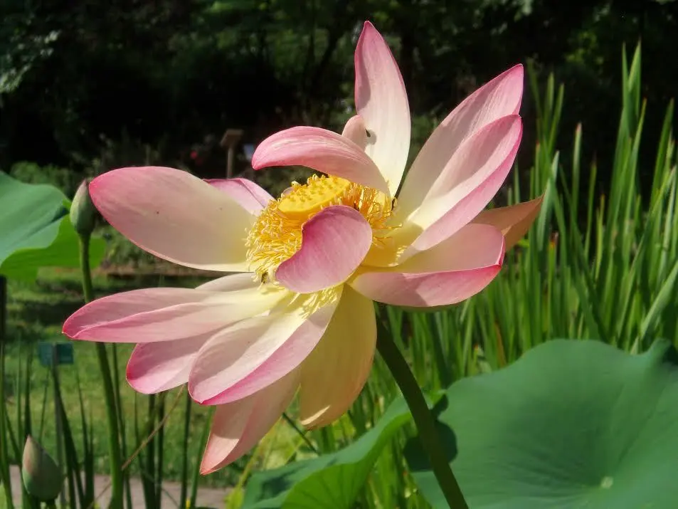Il Fiore Dell'oblio: Simbolo Di Dimenticanza E Rinascita | Fioreria L ...