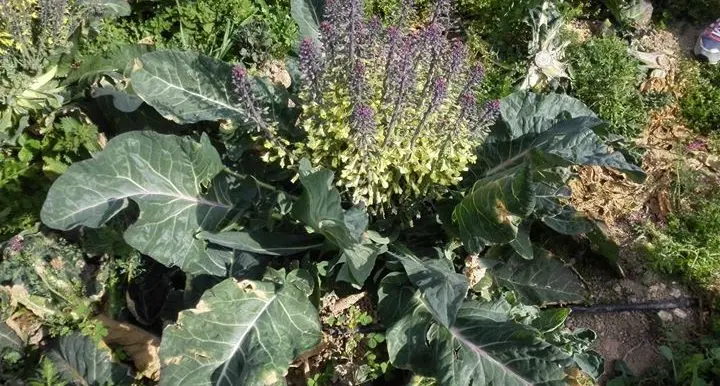 Fiore Di Cavolfiore: Un'esplorazione Della Pianta | Fioreria L'Orchidea