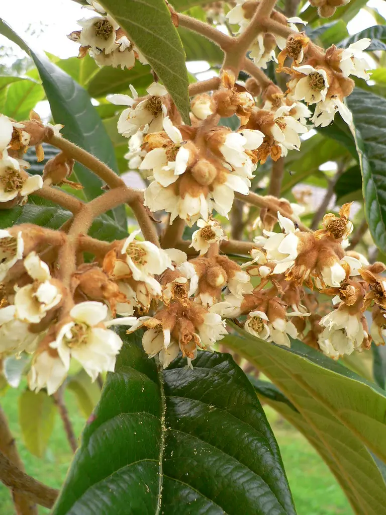 Fiori Del Nespolo: Bellezza E Delicatezza In Giardino | Fioreria L'Orchidea