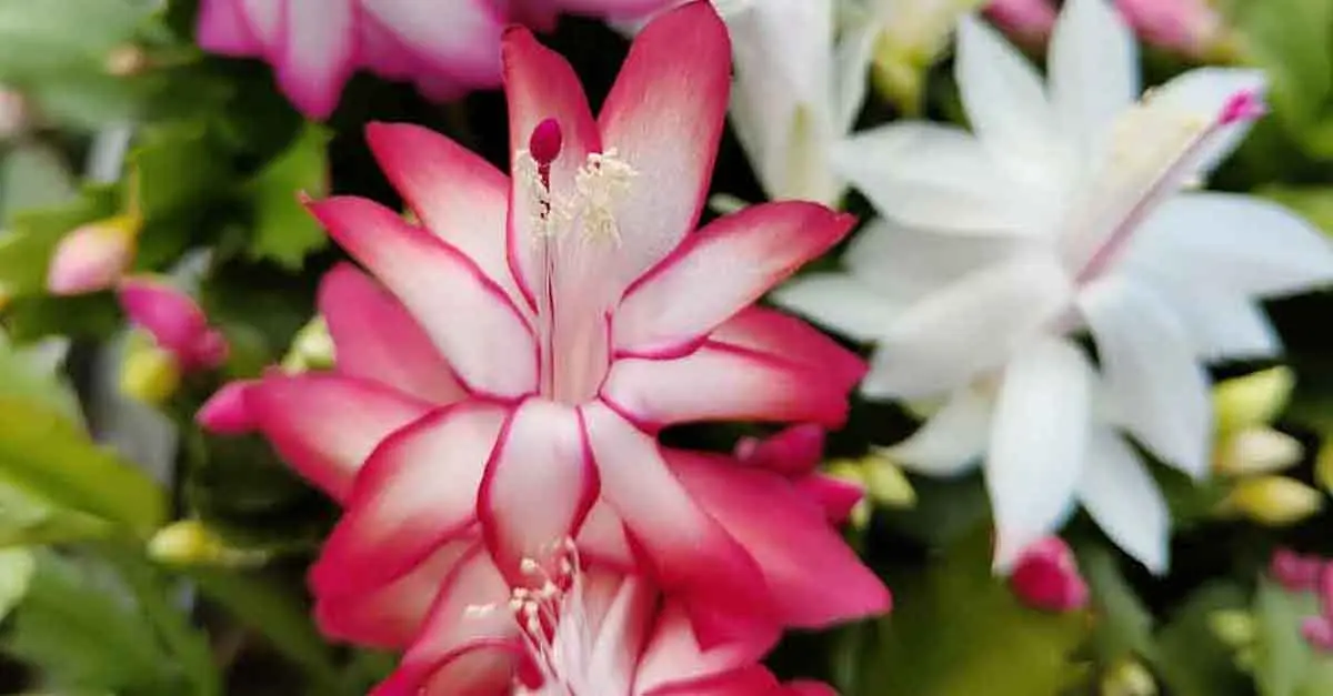 Coltivare La Natalina: Consigli E Curiosità | Fioreria L'Orchidea