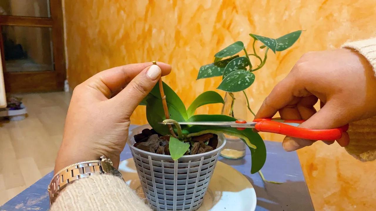 Come Tagliare Gli Steli Appassiti Delle Orchidee: Guida Completa ...
