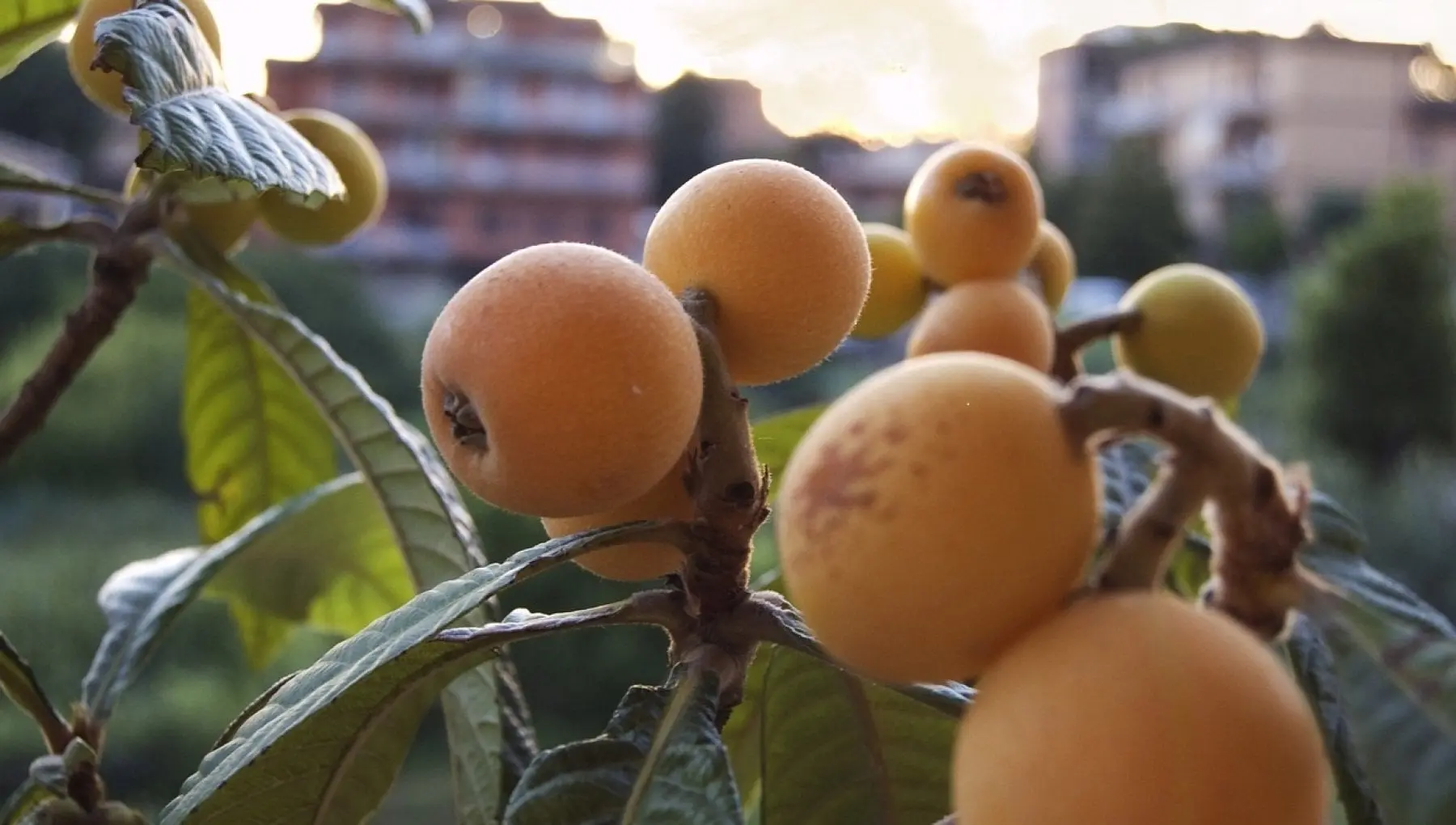Quando Fiorisce Il Nespolo: Albero Ornamentale E Fruttifero | Fioreria ...