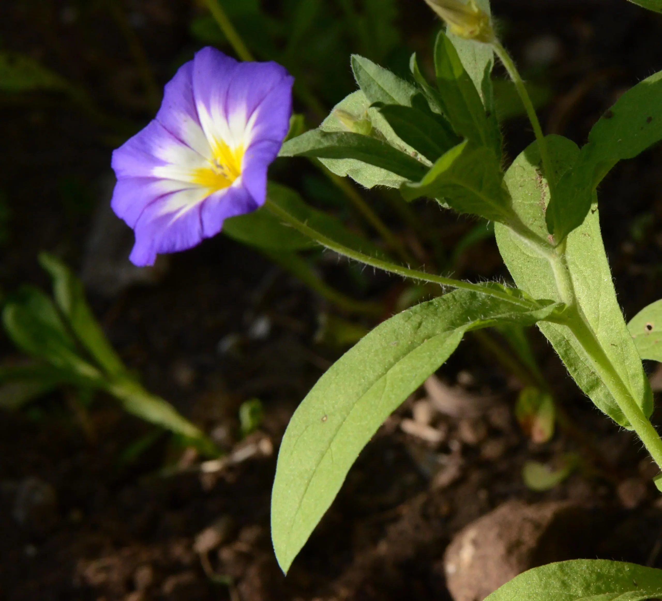 Il Significato Del Fiore Bella Di Giorno: Caratteristiche E Curiosità ...