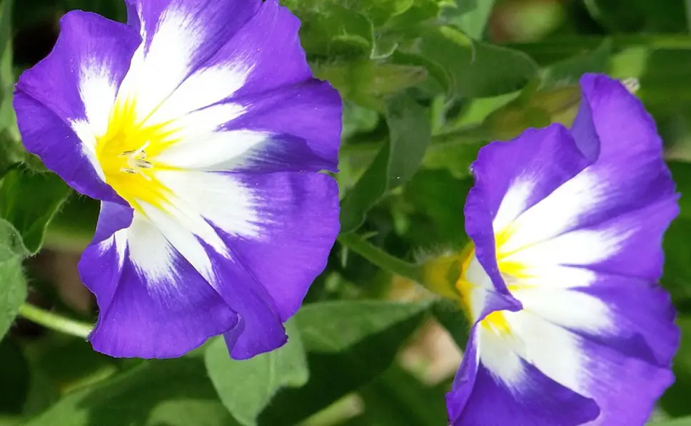 Il Significato Del Fiore Bella Di Giorno: Caratteristiche E Curiosità ...