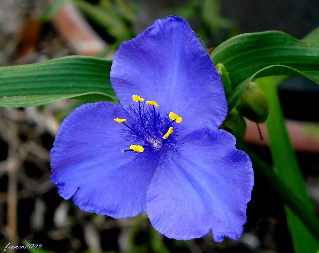 Fiori A Tre Petali: Scopri Caratteristiche E Simbolismo | Fioreria L ...