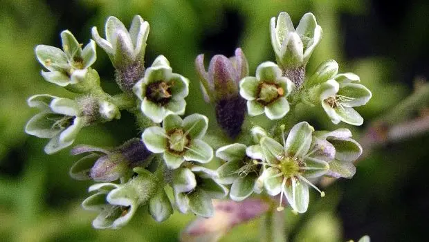 Scleranthus Fiore Di Bach: Equilibrio Interiore E Stabilità Emotiva ...