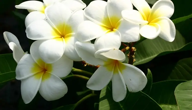 I Fiori Bianchi Più Profumati: Nomi E Caratteristiche Delle Varietà ...
