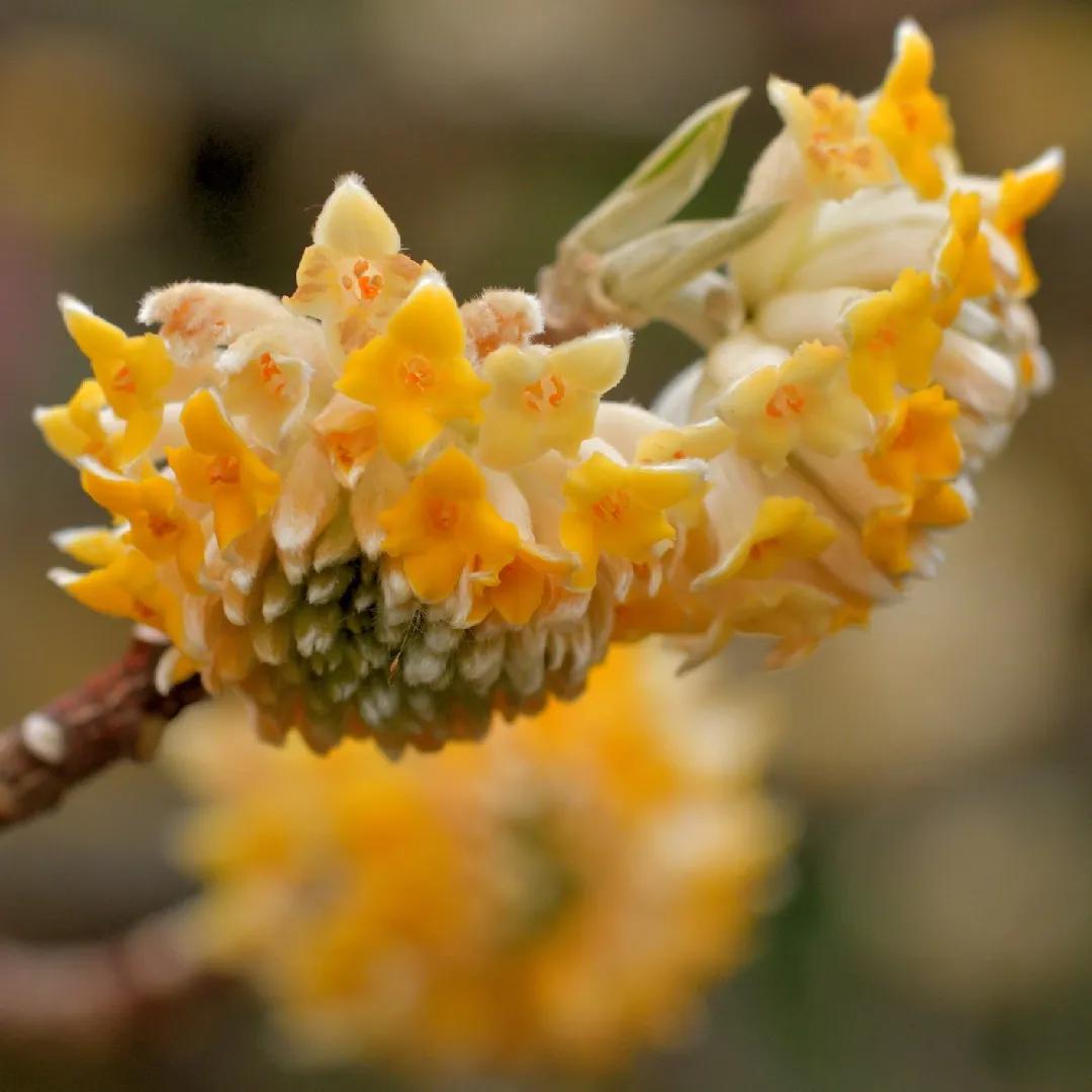 Fiori Di San Giuseppe: Simbolo Di Devozione E Purezza | Fioreria L'Orchidea