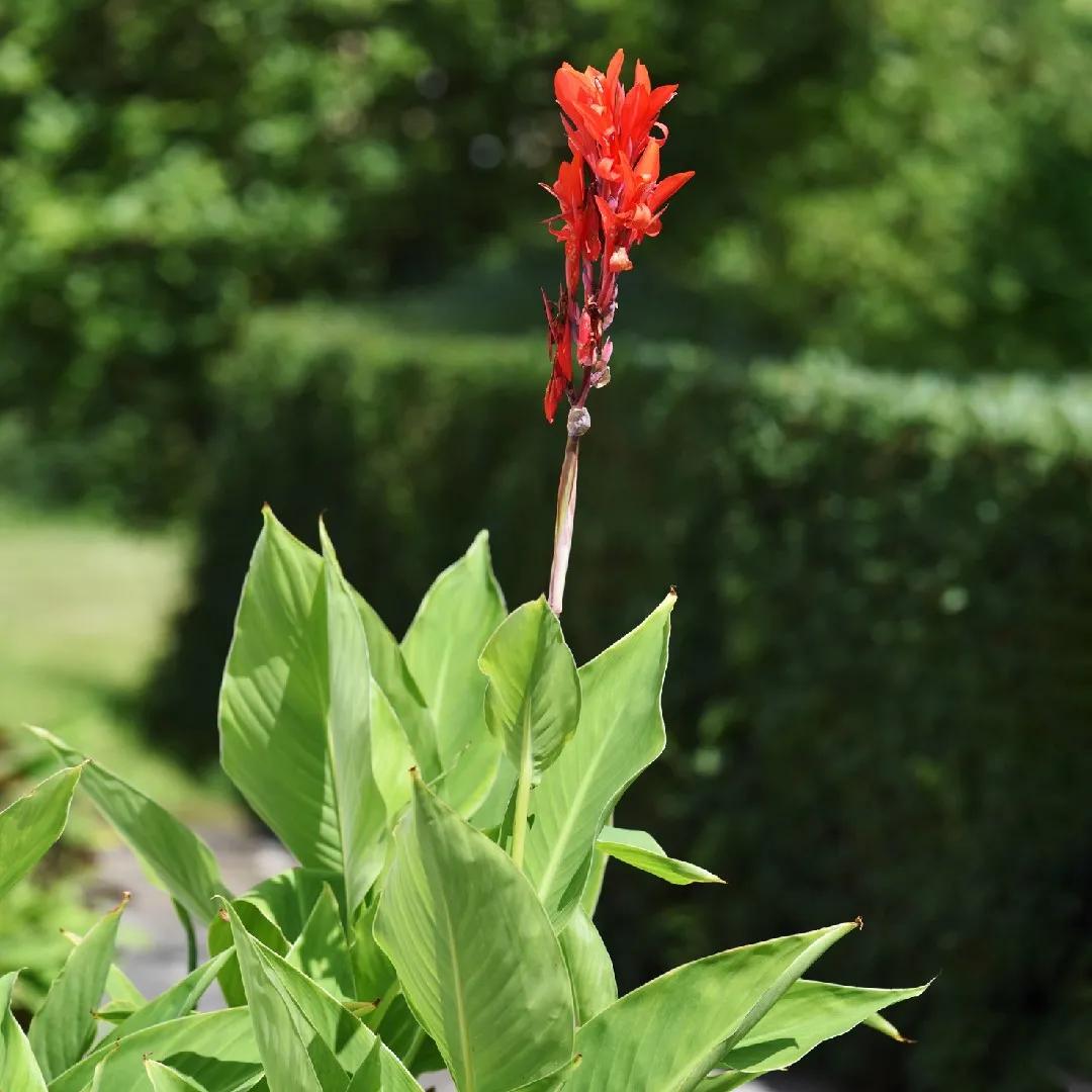 Guida Completa Alla Coltivazione E Cura Della Canna Fiore | Fioreria L ...