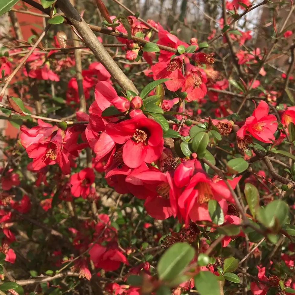 Cotogno Da Fiore: Una Pianta Afmaravilloso Per Il Tuo Giardino ...